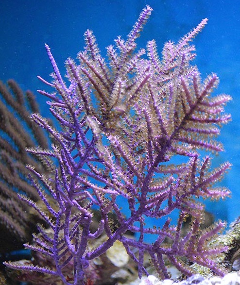 Muriceopsis flavida Karibische Gorgonie | M | gorg15.1